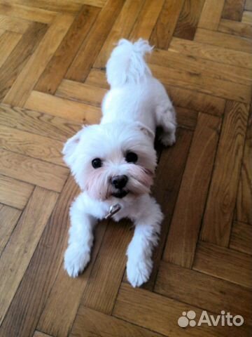 Мальтийска балонка