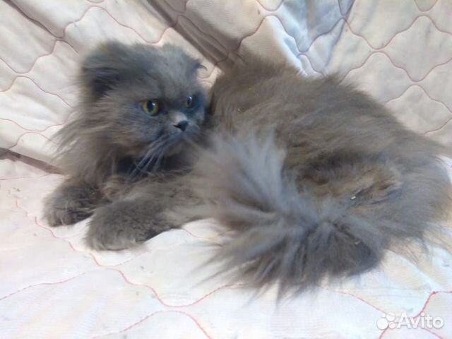 Породистый молодой котик в дар