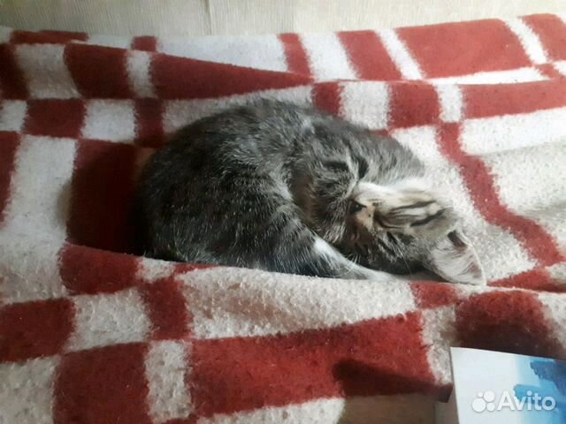Котёнок полосатая девочка