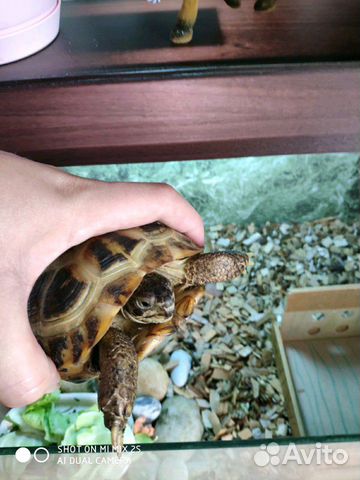 Черепаха сухопутная