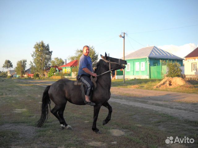 Продам рабочую лошадь
