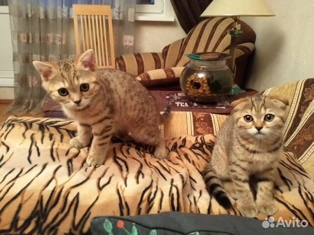 Клубные котята шотландской вислоухой