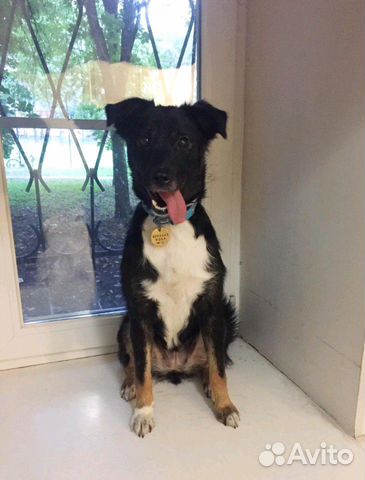 Маленькая собачка в добрые руки