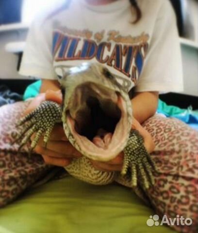 Капский варан