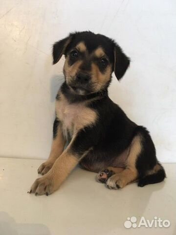 Щенок очаровашка