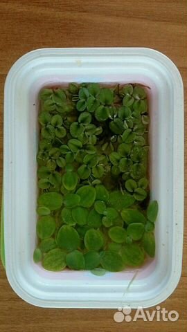 Аквариумные растения