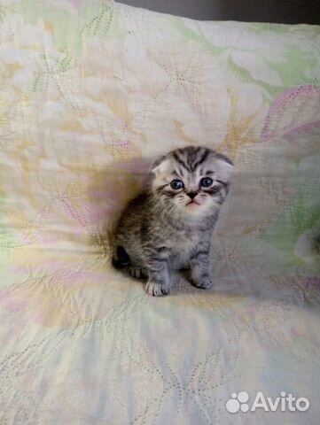 Самый лучший котик