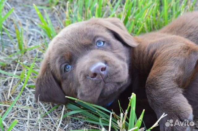 Щенки лабрадора