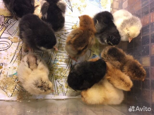 Цыплята от домашних кур