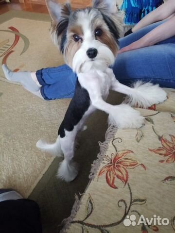 Бивер йорк, ищем девочку для вязки