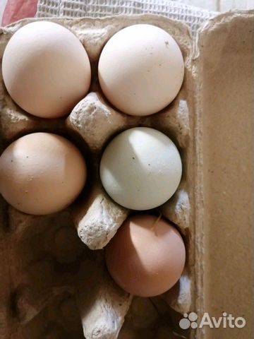 Породистые куры (цыплята)