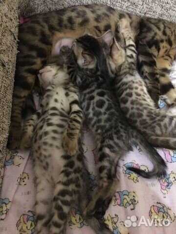 Бенгальские чистокровные котята