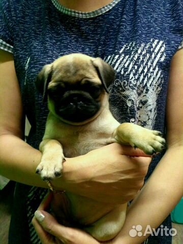 Чёрный и бежевый окрас Мопсики