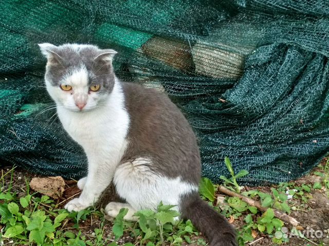 Метис вислоухого котика ищет дом