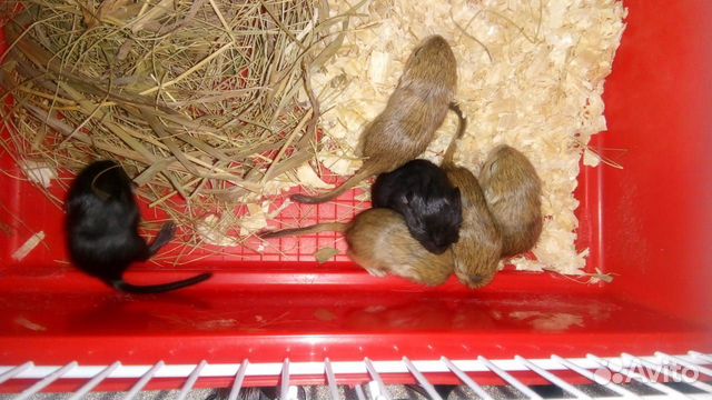 Предлагаются к продаже детеныши песчанки