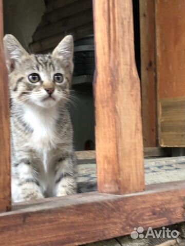 Котёнок Кнопочка ищет Родителей