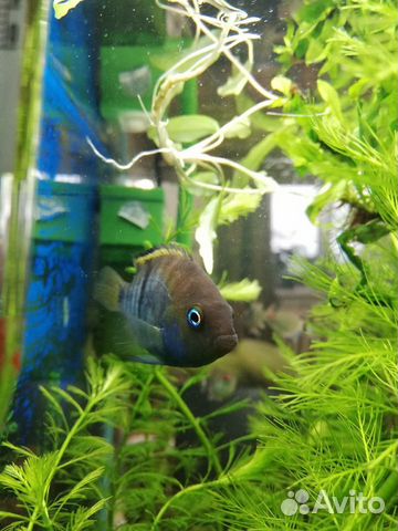 Цихлазома Сэджика