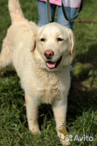 Дружелюбный лабрадор Амур ищет дом