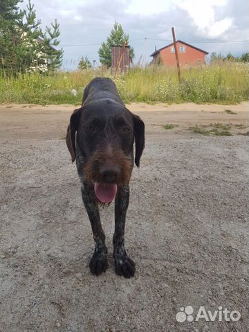 Чей Дратхаар