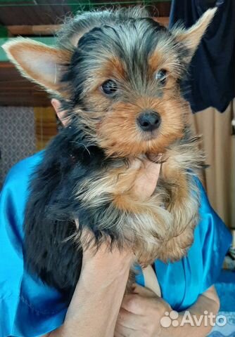 Подрощенный мальчик