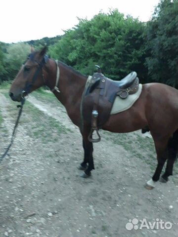 Продаю Коня