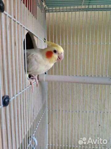 Попугаи Корелла Нимфа