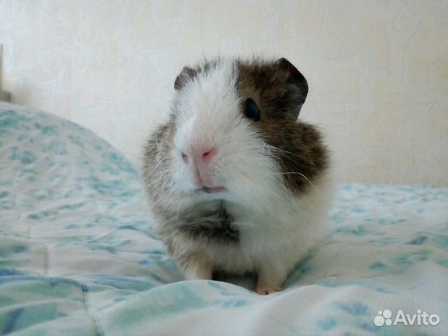 Девочка Американский тедди