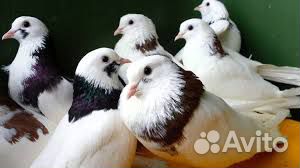 Голуби гривуны