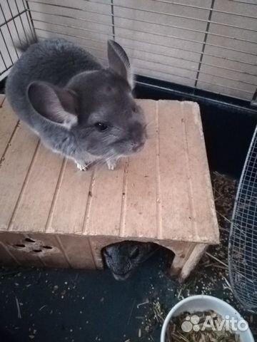 Две Шиншиллы