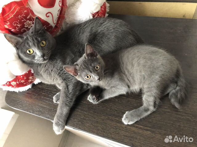 Русская голубая