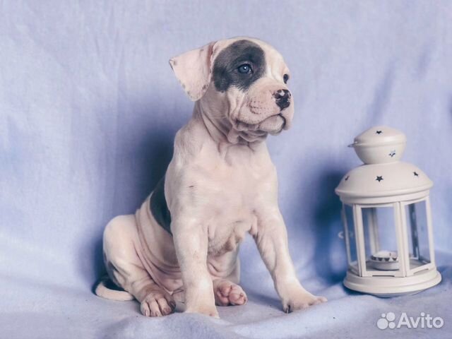 Два ангелочка девочки