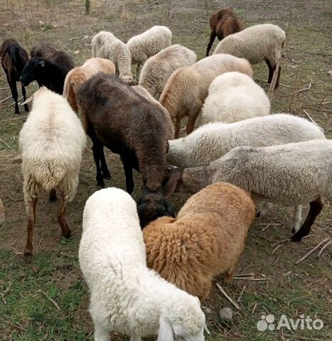 Продается отара породистых овец цена договорная