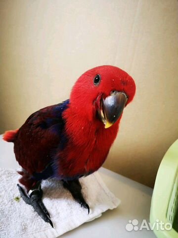 Птенец эклектуса