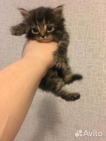 Микроб ищет дом