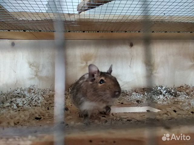 Дегу ищут дом