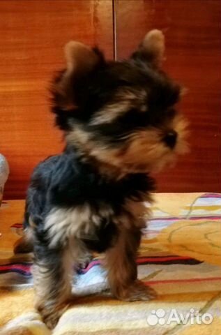 Продаются замечательные детки Йорики