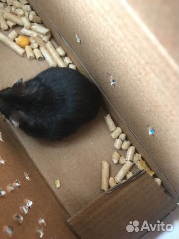 Джунгарский хомяк