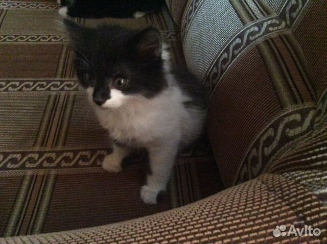 Котята