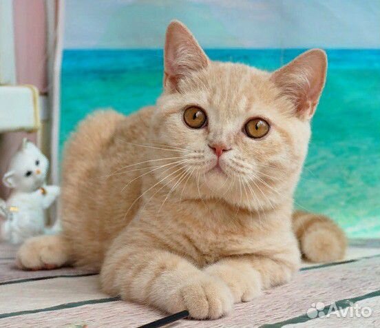 Мальчик нежного кремового окраса