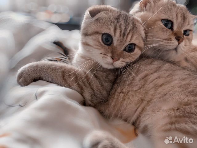 Очаровательный породистый шотландский котенок