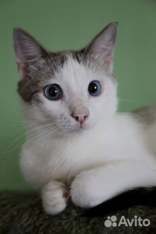 Очень милый котик Патрик нуждается в заботе