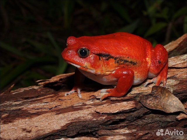 Лягушка помидор