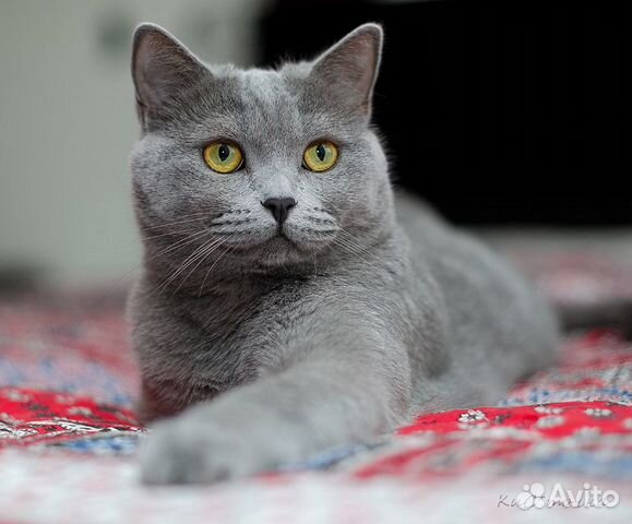 Голубой котик Плюша
