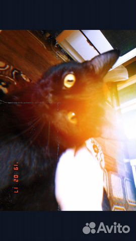 Отдам полу-британца