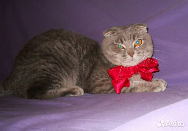 Вязка с вислоухим котом