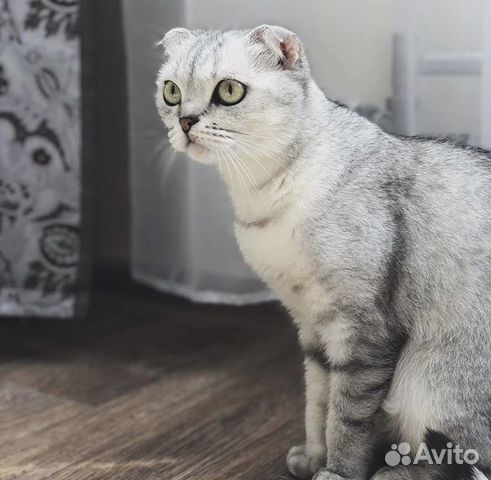 Отдадим в добрые руки породистую кошку
