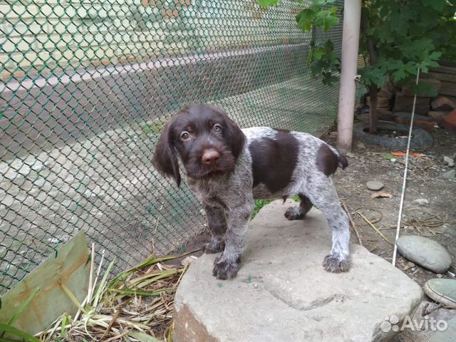 Щенки Дратхаара