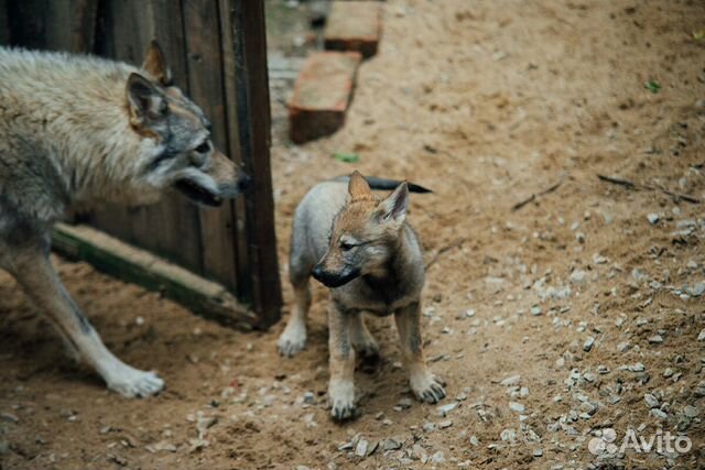 Волчак Бальтазар