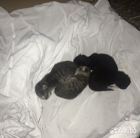 Кормящая кошка и 4 котенка