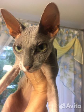 Сфинкс девочка